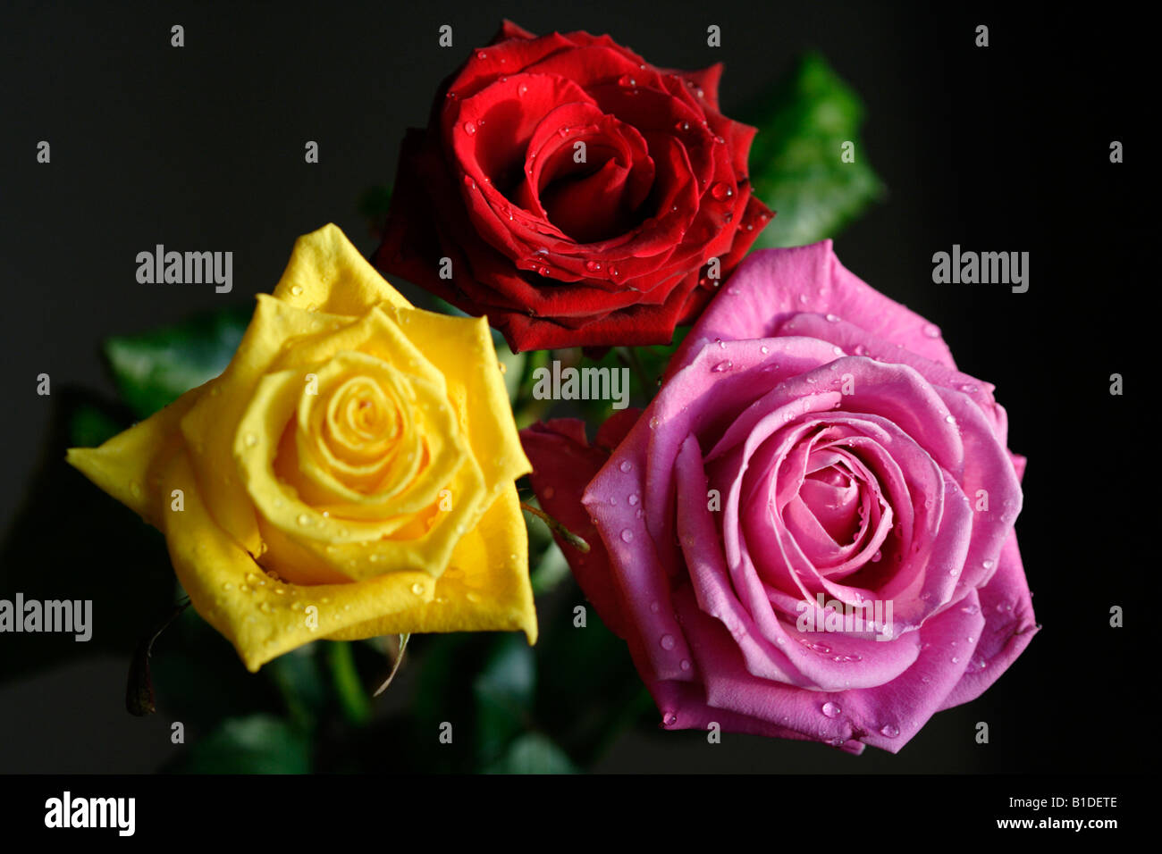 Magnificent roses hi-res stock photography and images - Alamy