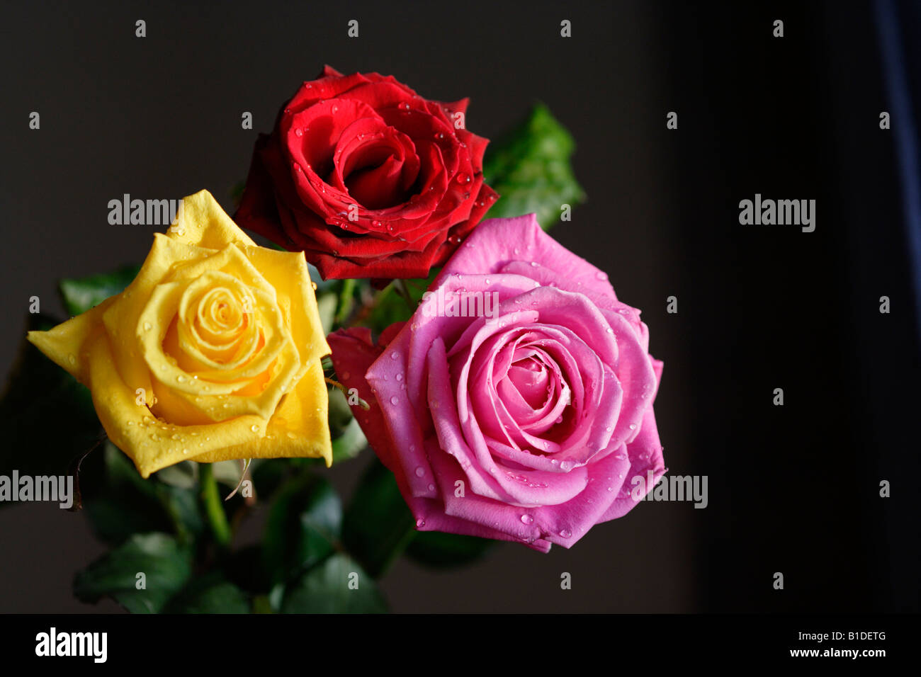 Roses burst hi-res stock photography and images - Alamy
