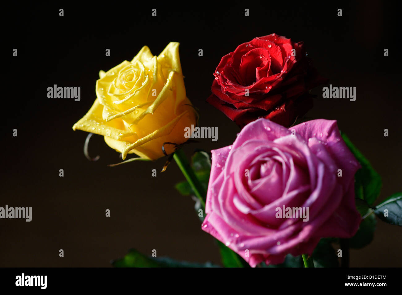 Magnificent roses hi-res stock photography and images - Alamy