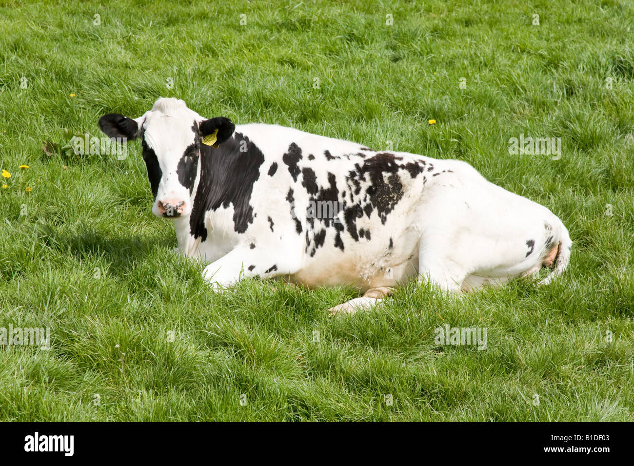 Friesian cow Hampshire England Stock Photo - Alamy