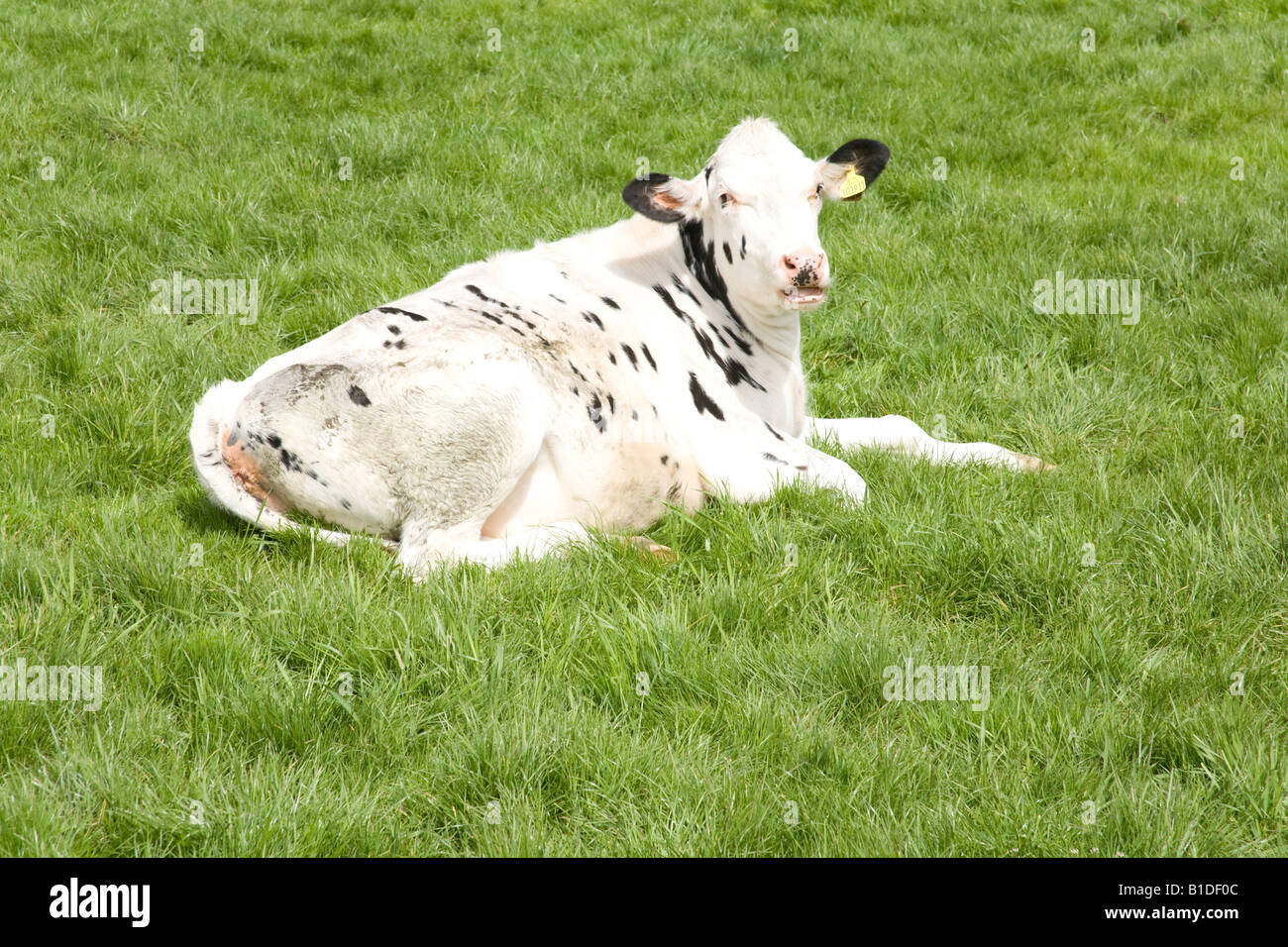 Friesian cow Hampshire England Stock Photo - Alamy