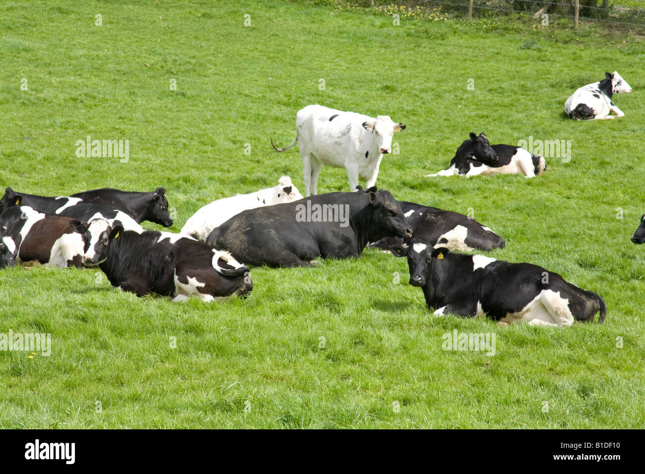Friesian cows Hampshire England Stock Photo - Alamy