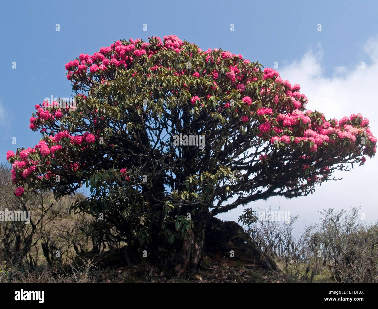 Pink blossoms in himalayas hi-res stock photography and images - Alamy