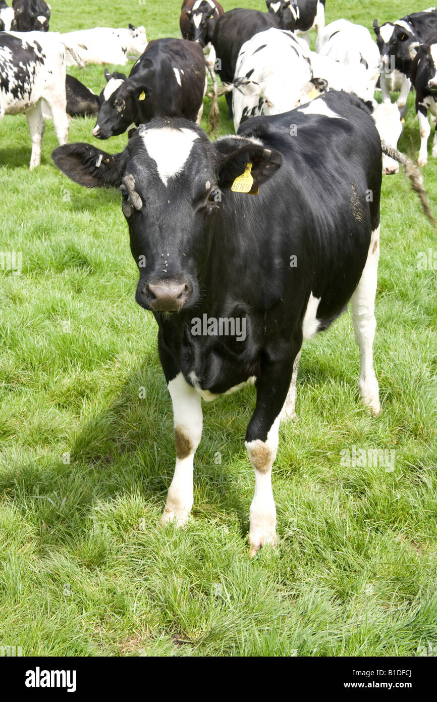 Friesian cows Hampshire England Stock Photo - Alamy