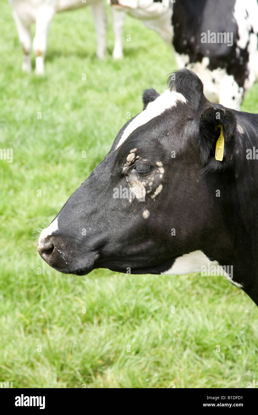 Friesian cows Hampshire England Stock Photo - Alamy