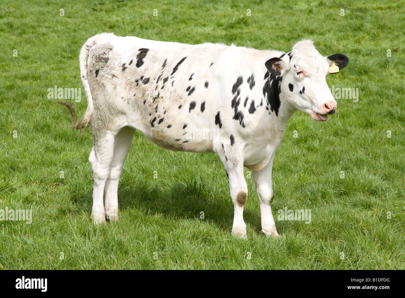 Friesian cow Hampshire England Stock Photo - Alamy
