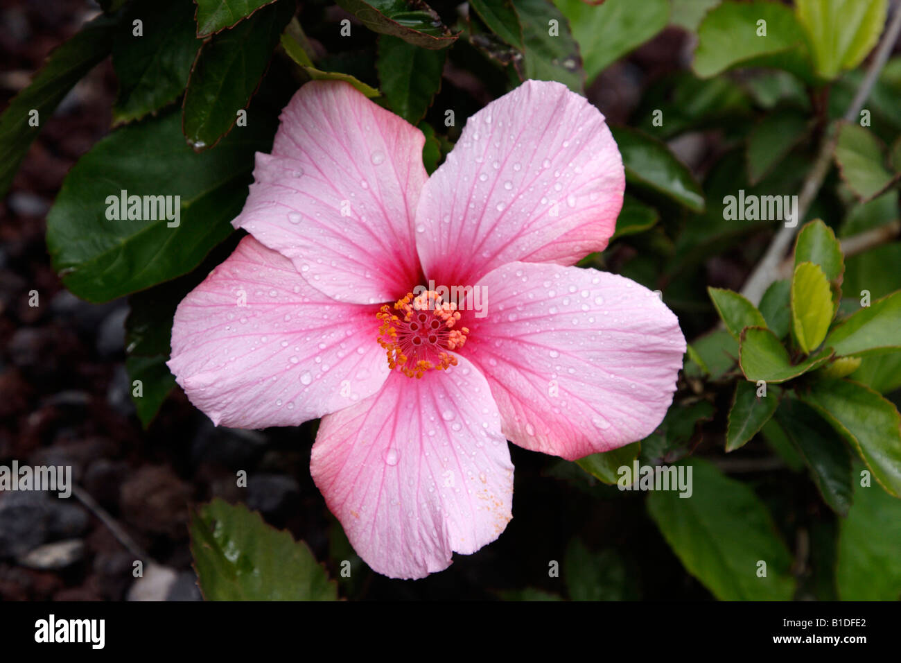 Splendour of colours hi-res stock photography and images - Alamy