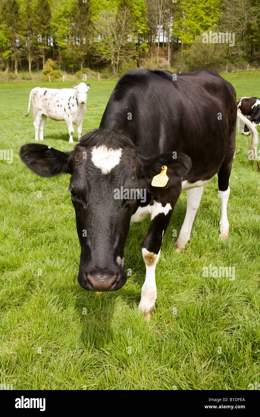 Friesian cows Hampshire England Stock Photo - Alamy