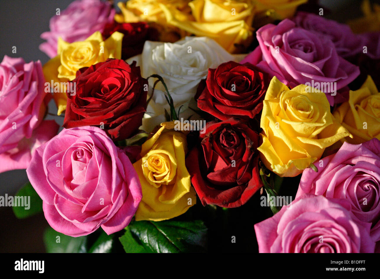 Magnificent roses hi-res stock photography and images - Alamy