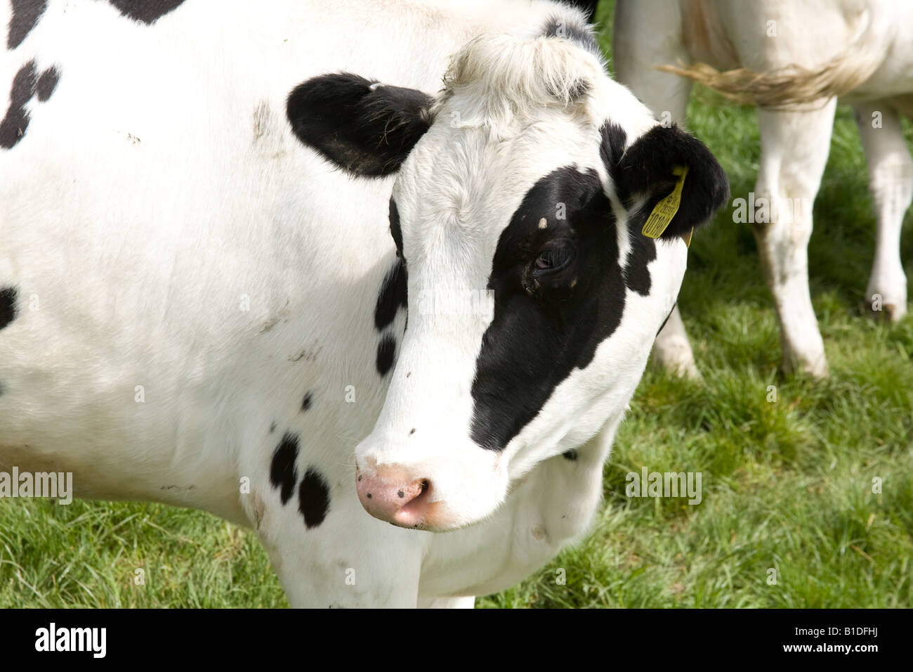 Friesian cows Hampshire England Stock Photo - Alamy