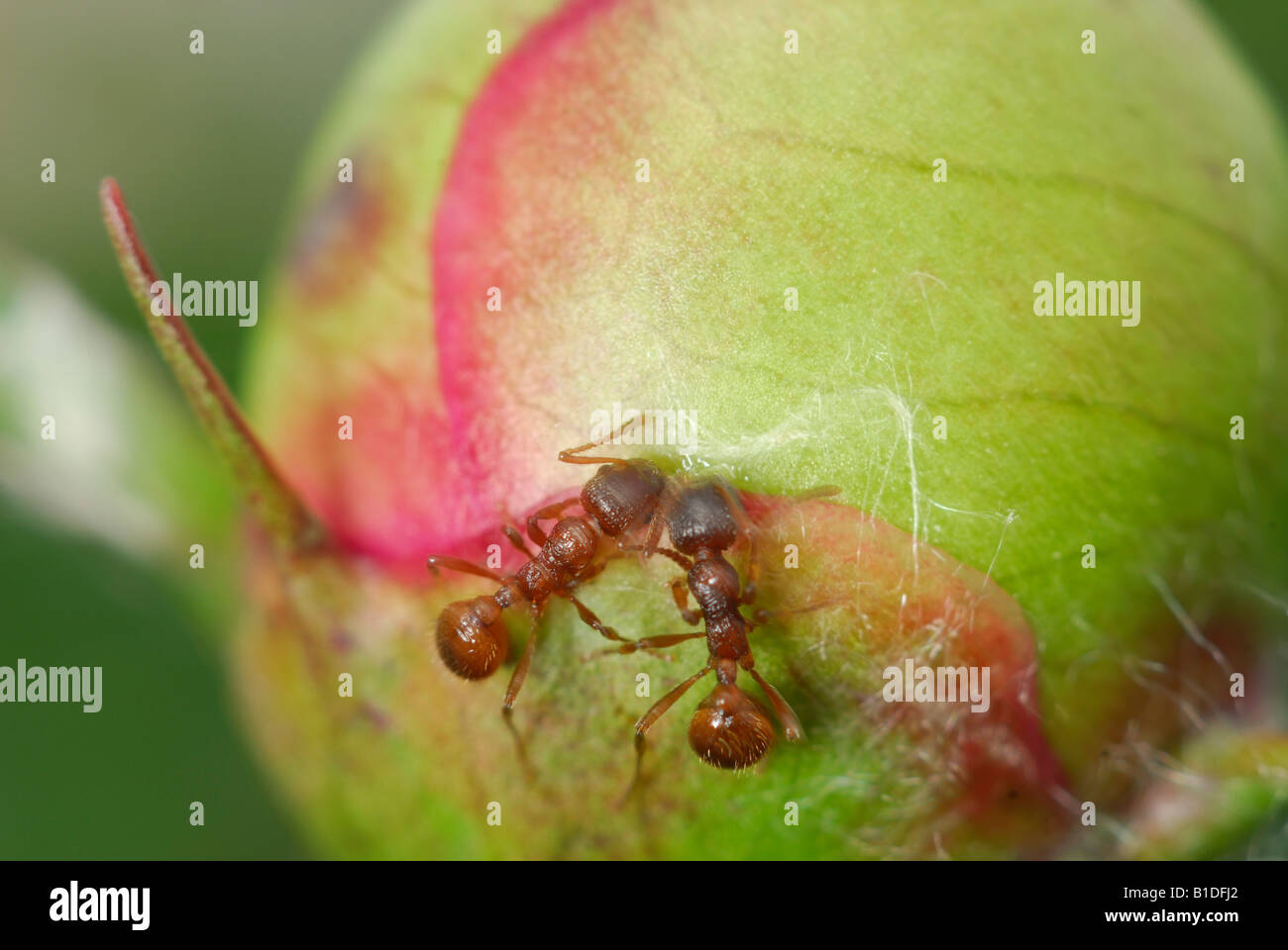 Two ants on the flower bud Stock Photo - Alamy