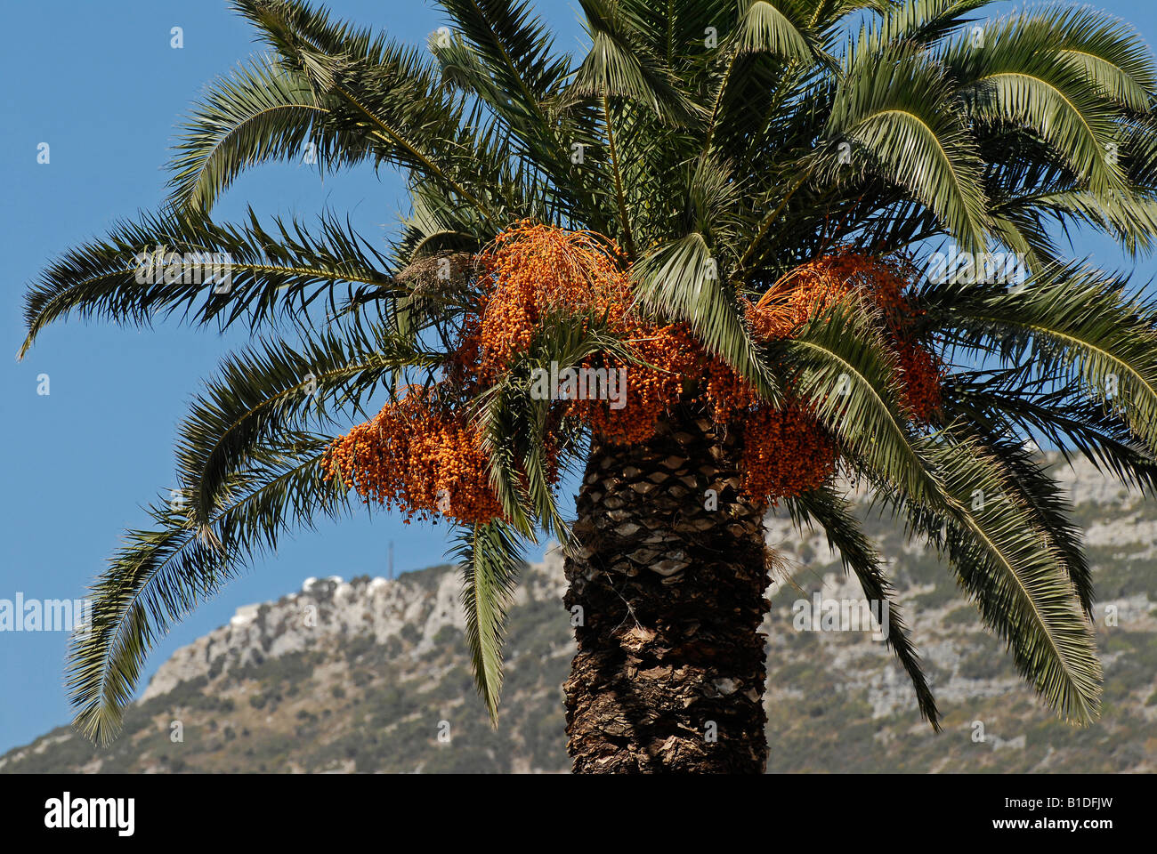 A palm tree in Samos-town on the island of Samos in Greece Stock Photo ...