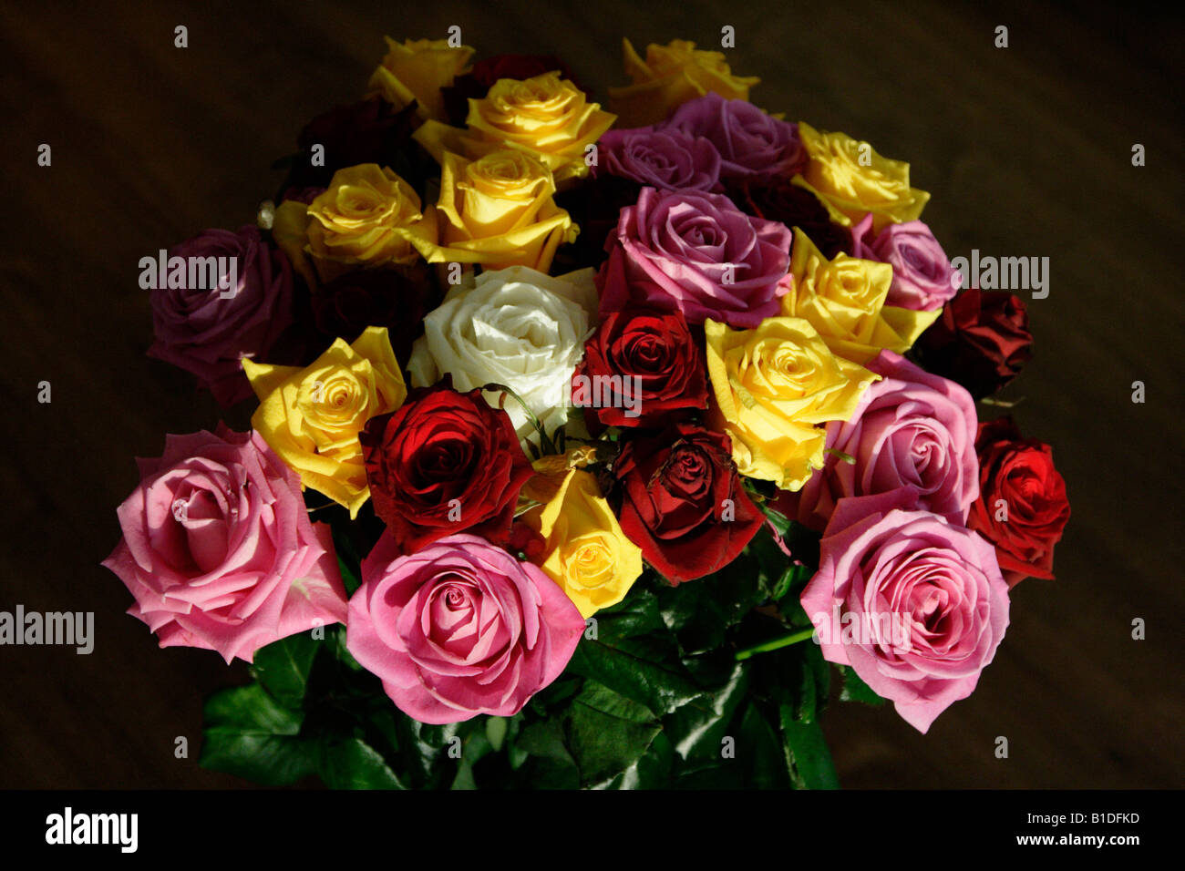 Magnificent roses hi-res stock photography and images - Alamy