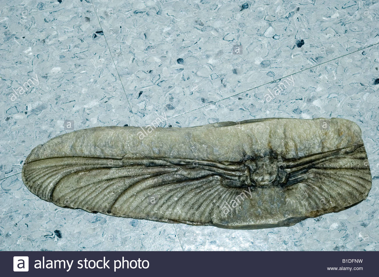 Carboniferous Period High Resolution Stock Photography and Images - Alamy