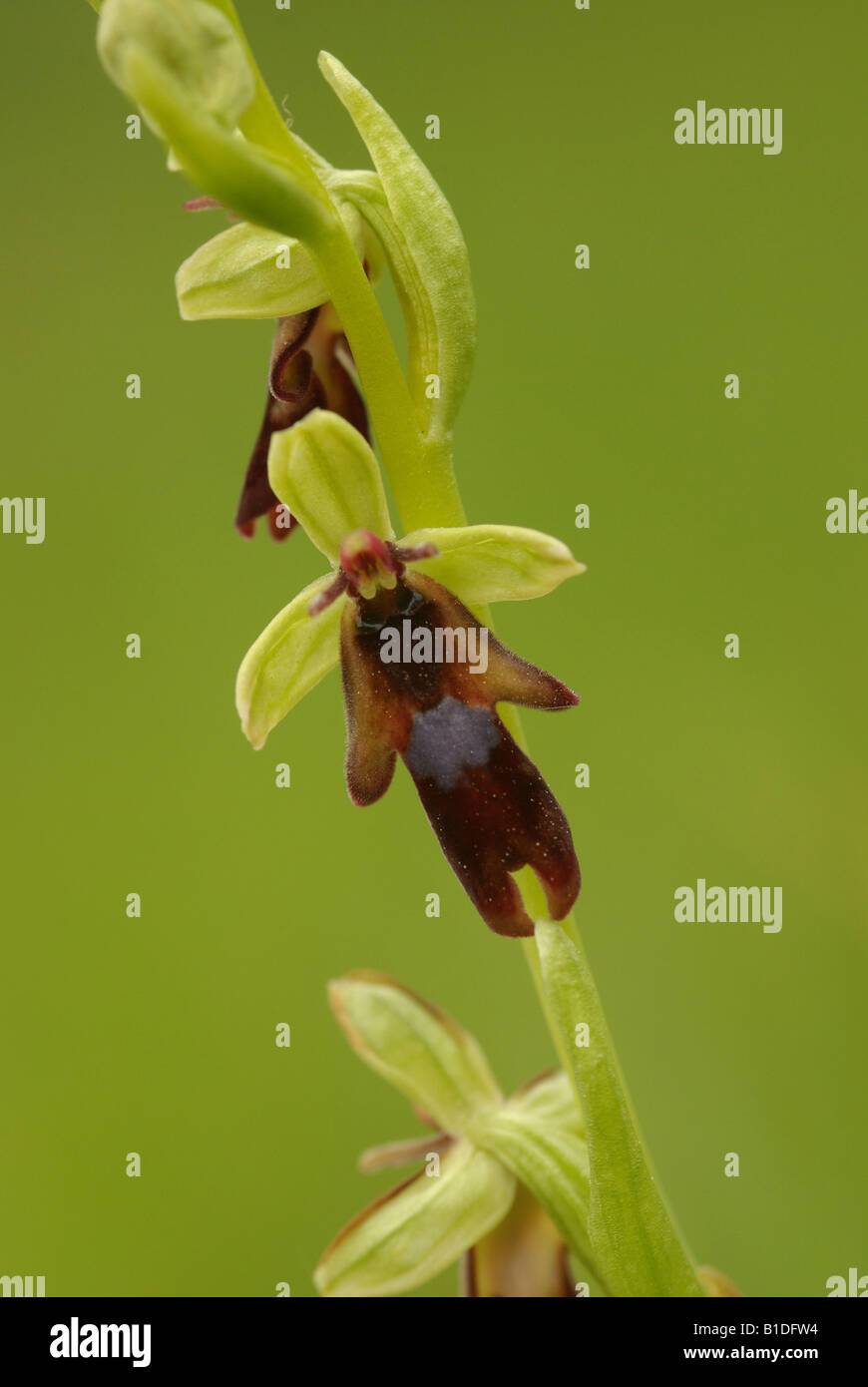 Fly Orchid (Ophrys insectifera Stock Photo - Alamy