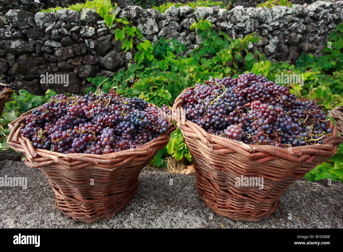 Grape harvest in Santa Maria island Azores islands Portugal Stock Photo ...