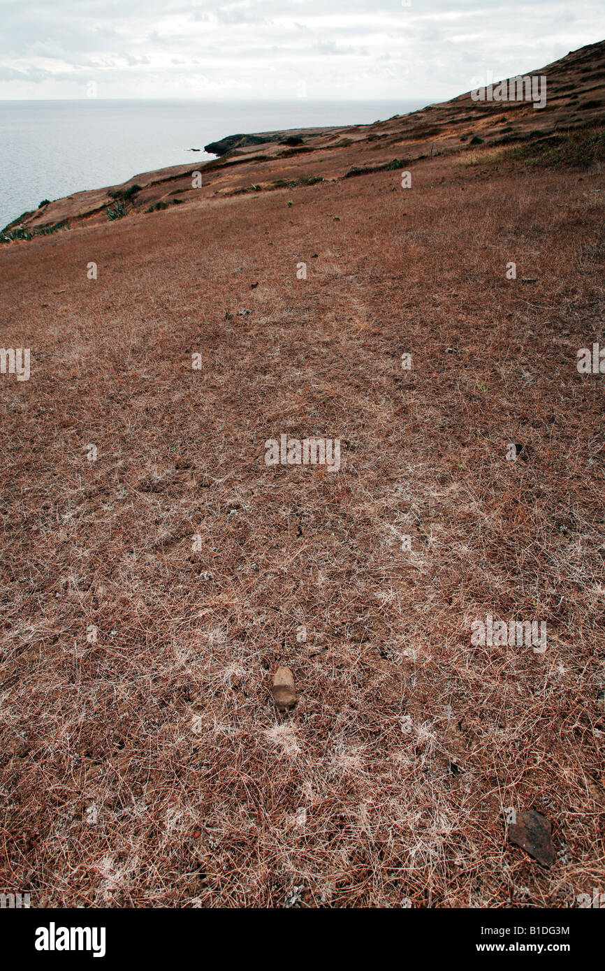 Some areas of Santa Maria island are very dry. Azores islands, Portugal ...