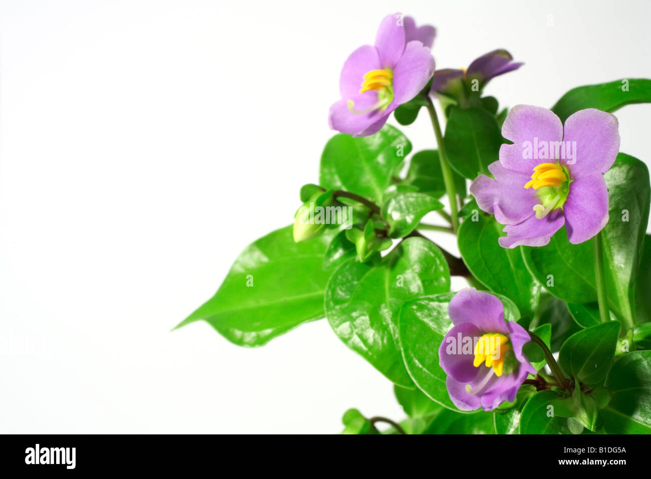 Persian Violet Exacum Affine High Resolution Stock Photography and ...