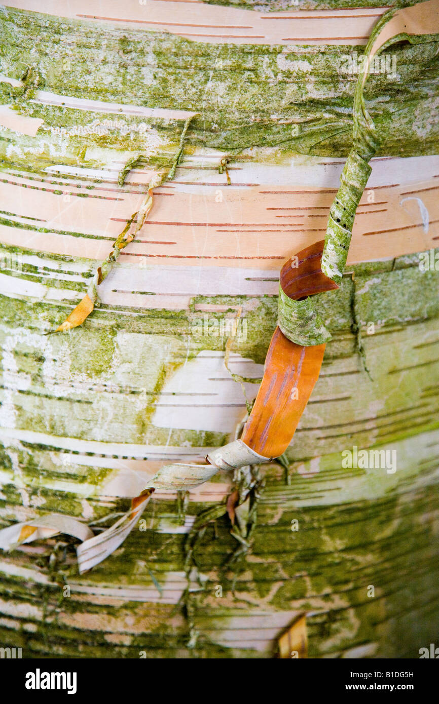 Texture of silver birch bark Stock Photo - Alamy