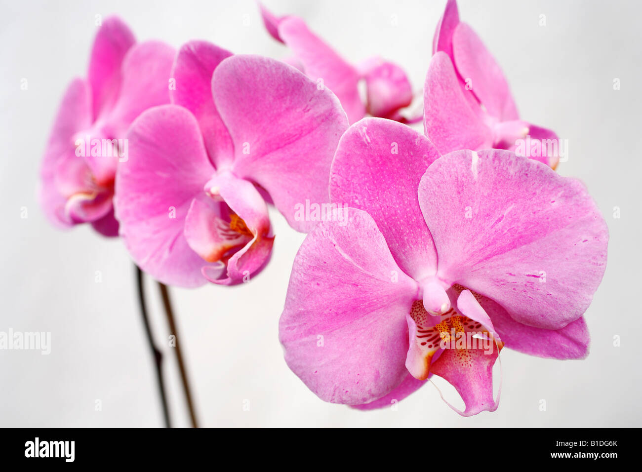 Orchid flowers floriculture hi-res stock photography and images - Alamy