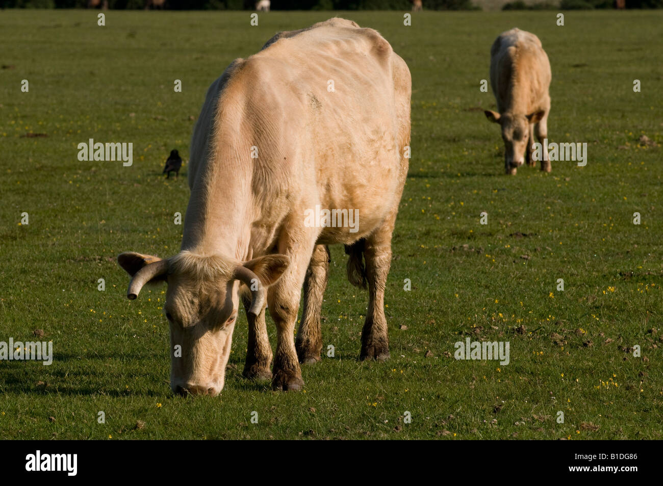 Charolais cow grazing in the New Forest Stock Photo - Alamy