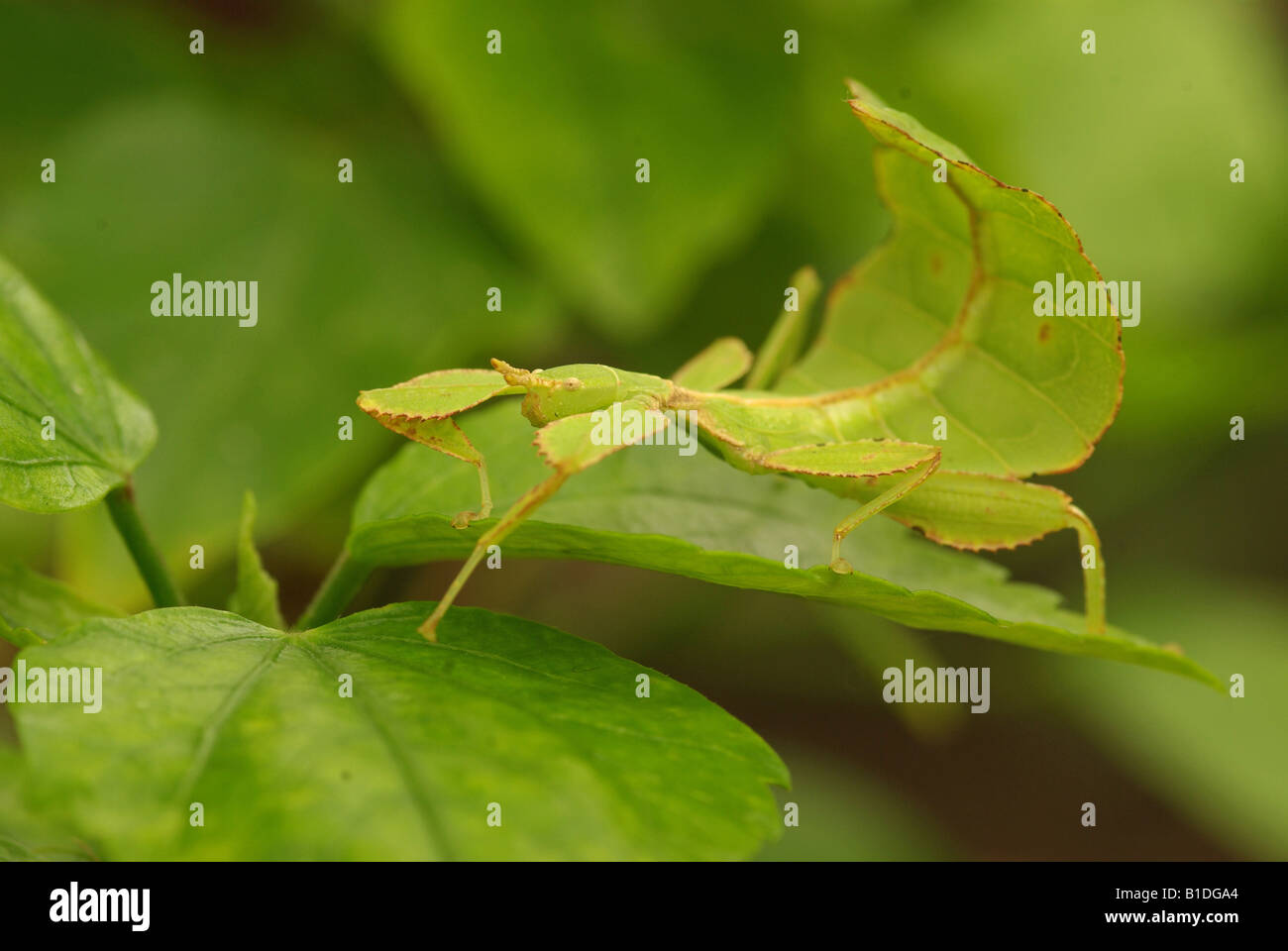 Leaf insect phyllium hi-res stock photography and images - Alamy