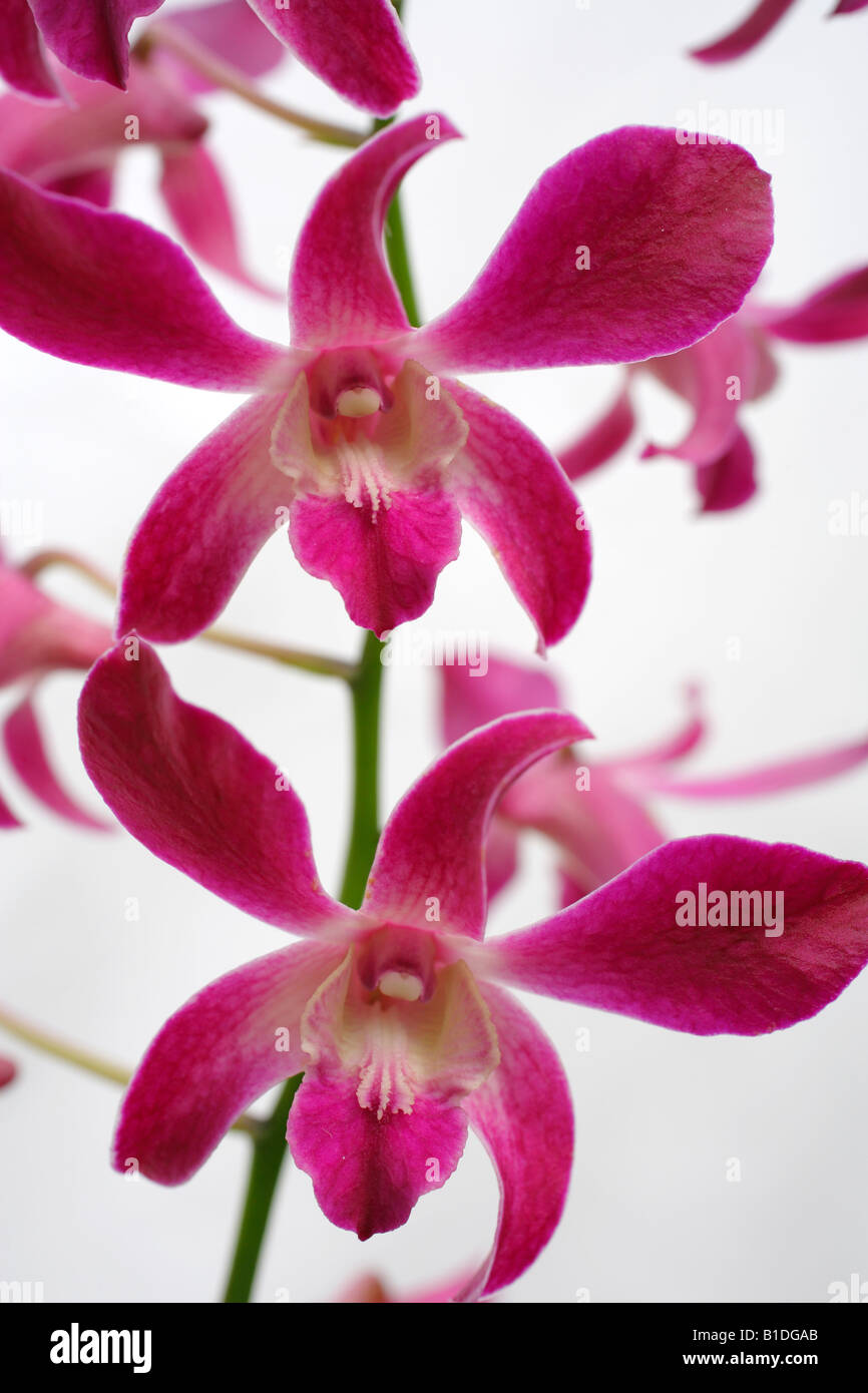 Orchid flowers closeup Stock Photo - Alamy