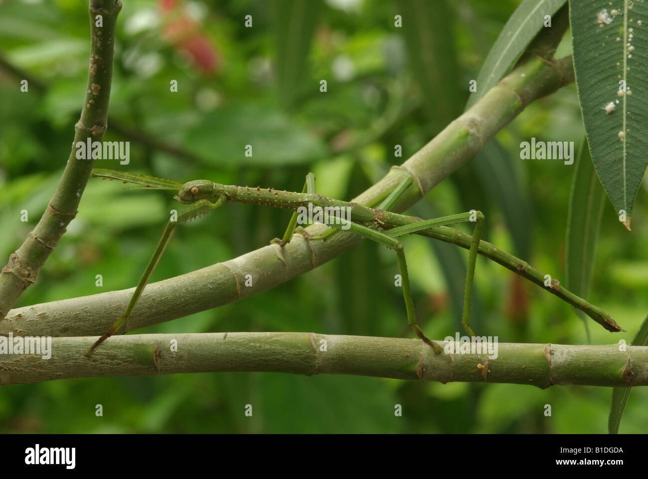 Queensland titan stick insect hi-res stock photography and images - Alamy