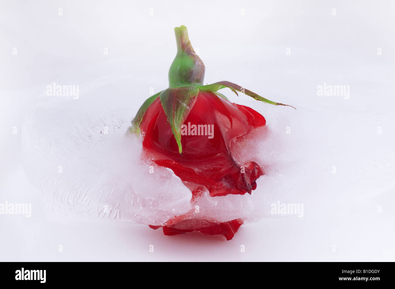 Red rose caught in a clinch of ice crust Stock Photo - Alamy
