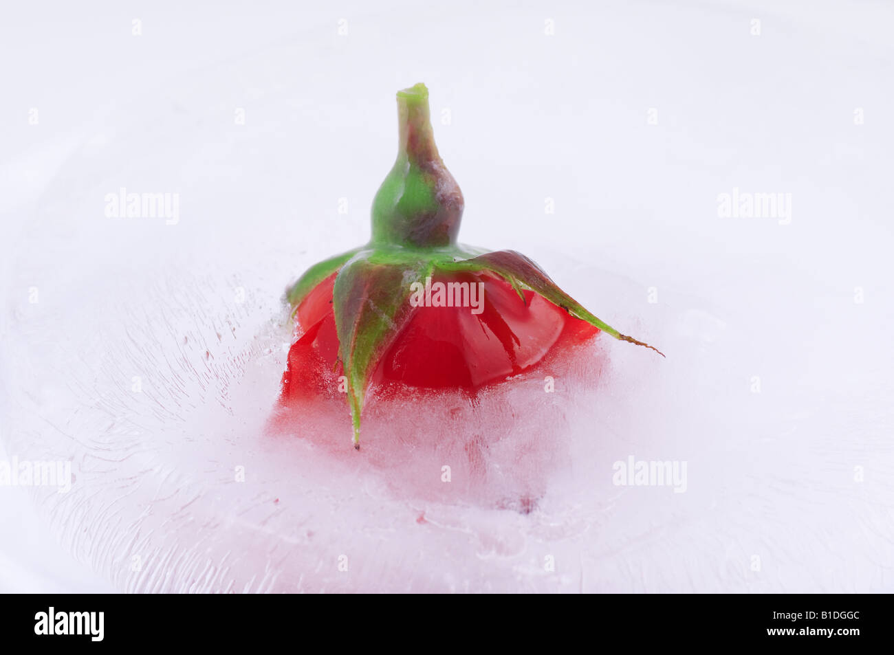 Red rose caught in a clinch of ice crust Stock Photo - Alamy