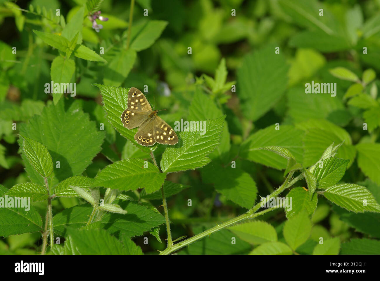 Speckled wood butterfly (Pararge aegeria Stock Photo - Alamy
