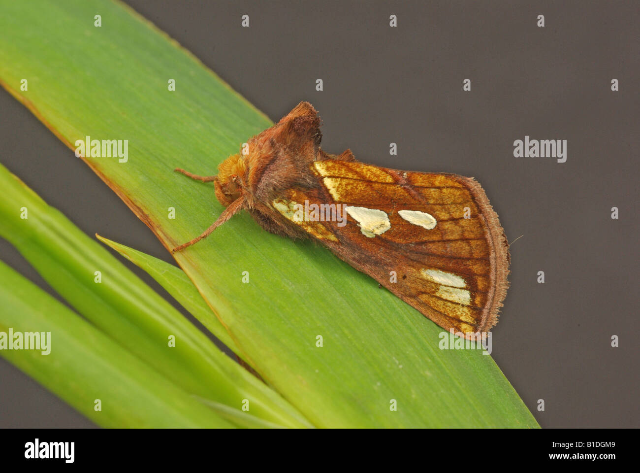 Gold Spot Moth, (Plusia festucae Stock Photo - Alamy