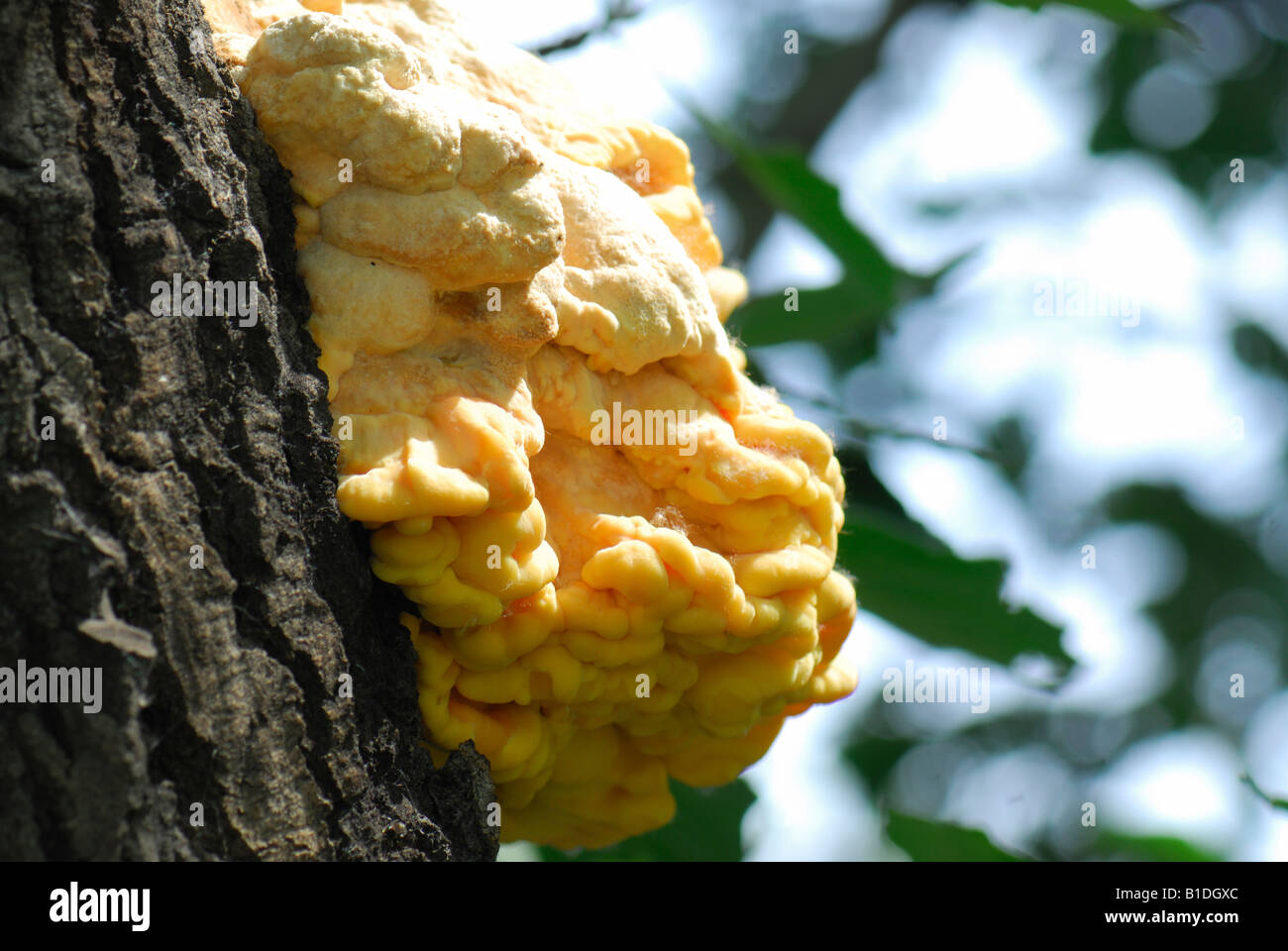 Yellow polyporus on the tree Stock Photo - Alamy