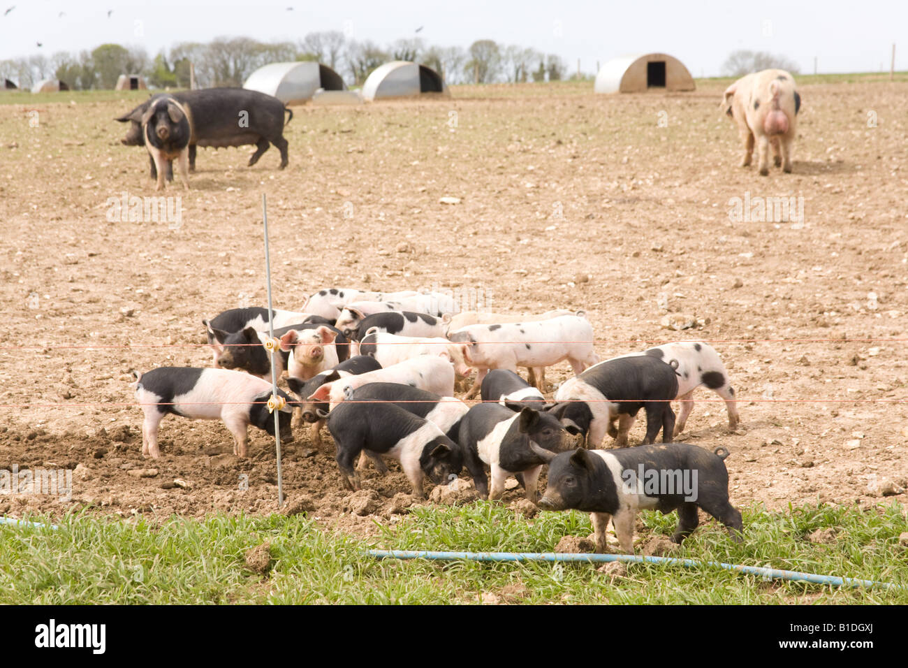 Freerange pigs at Wallops Wood dairy farm Droxford Hampshire England ...