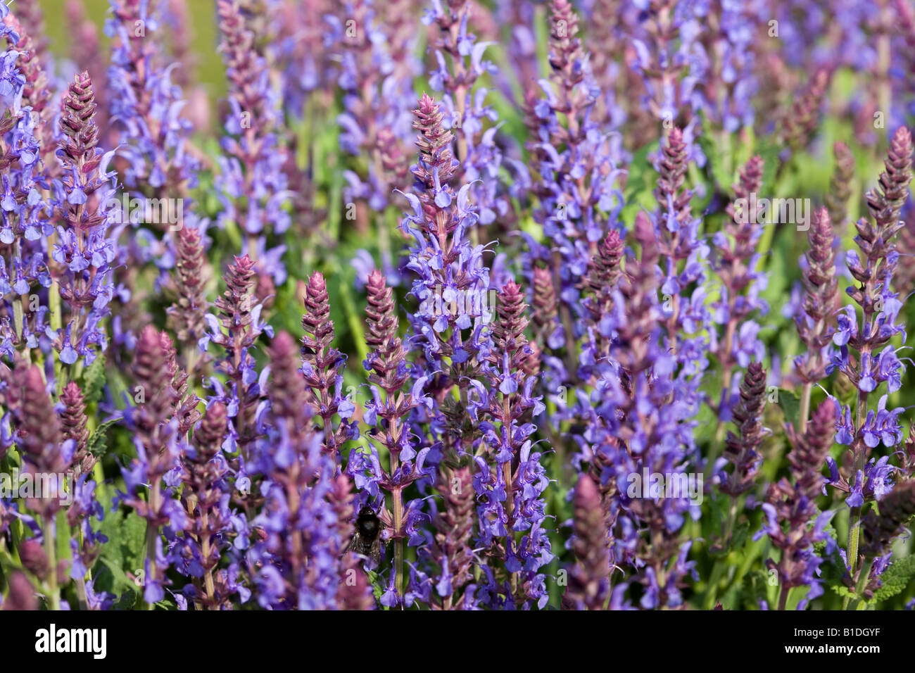Salvia x sylvestris hi-res stock photography and images - Alamy