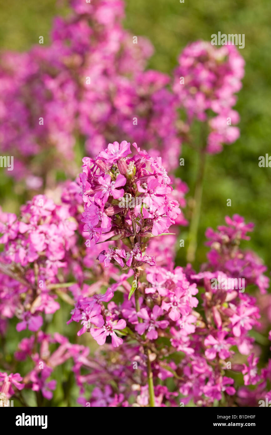 Lychnis (Lychnis yunnanensis Stock Photo - Alamy