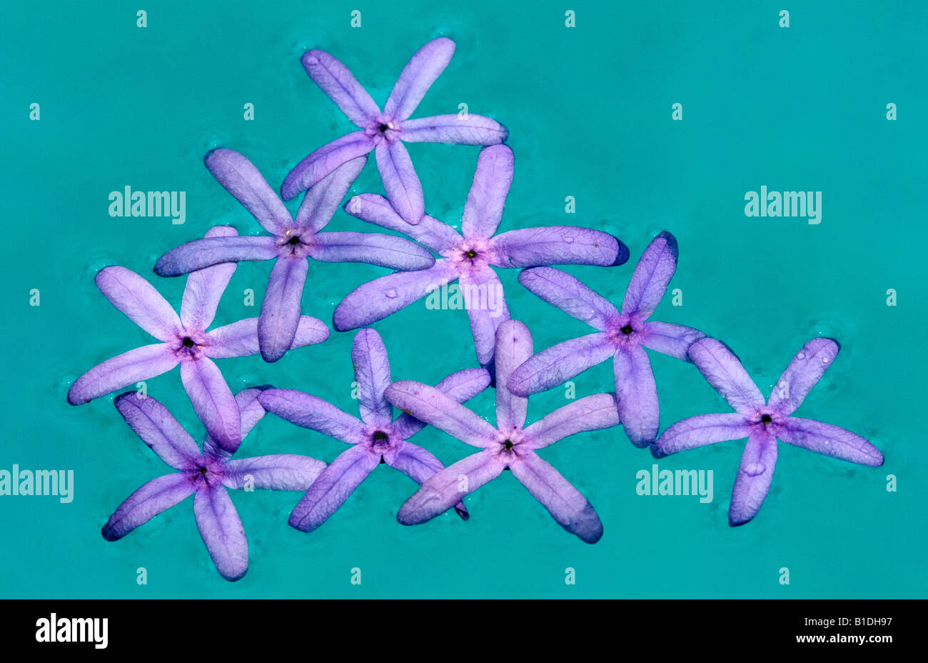 Floating flowers, purple on turquoise Stock Photo - Alamy