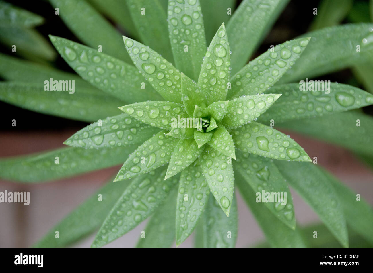 Green pointed leaves hi-res stock photography and images - Alamy