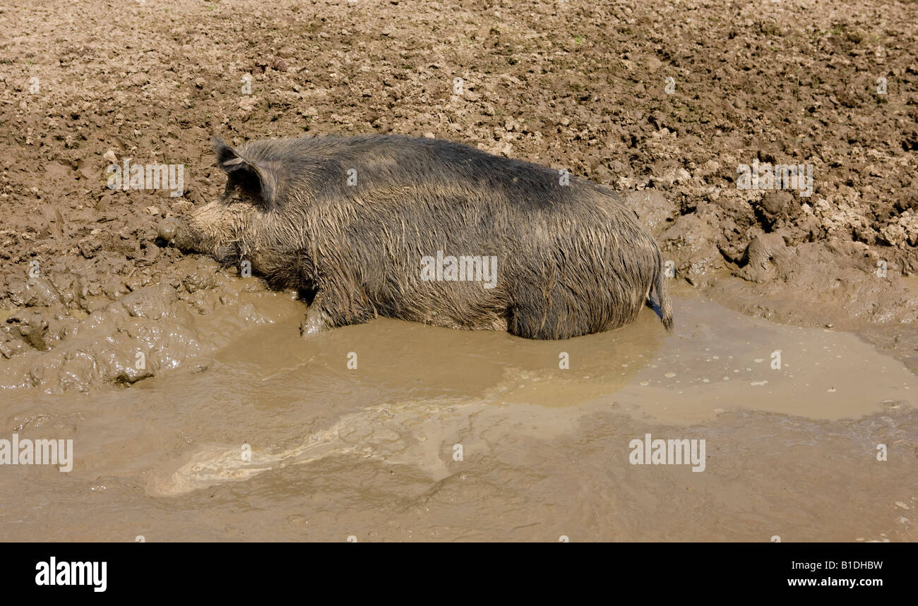 Pig Mud Bath High Resolution Stock Photography and Images - Alamy