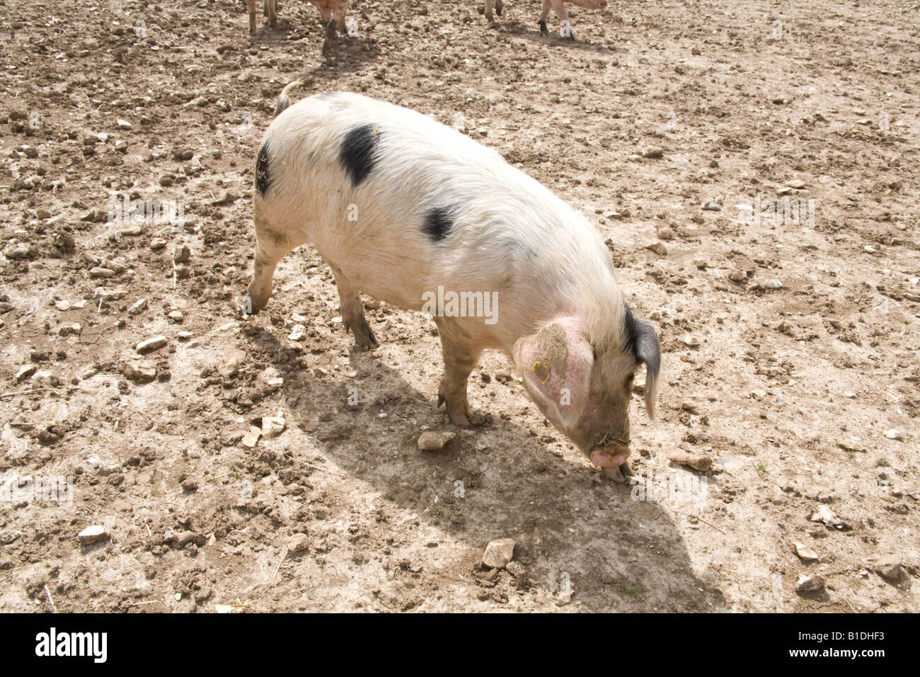 Hampshire hog hi-res stock photography and images - Alamy