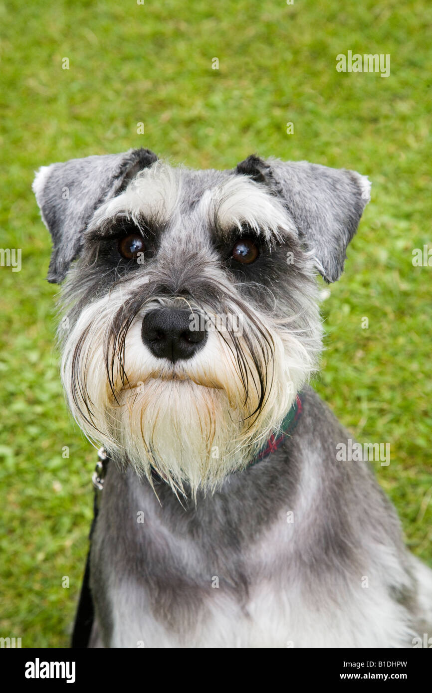 Grey Schnauzer High Resolution Stock Photography and Images - Alamy