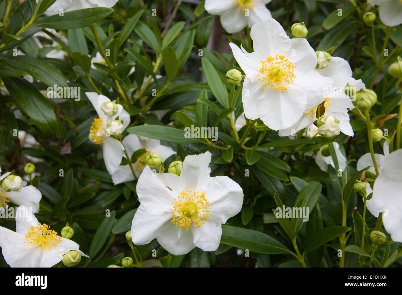 Carpentaria hi-res stock photography and images - Alamy