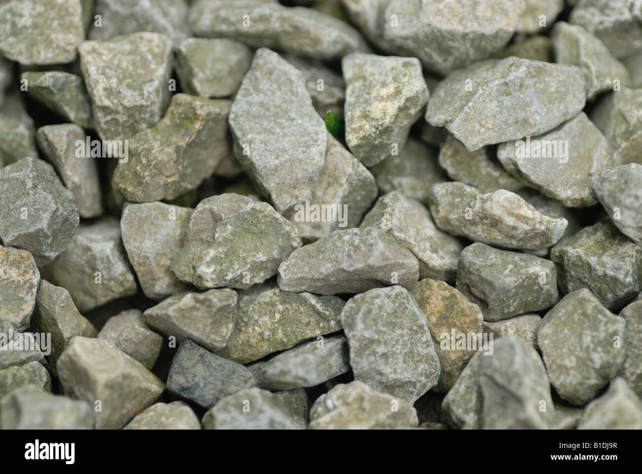 Sprout between Stones Stock Photo - Alamy