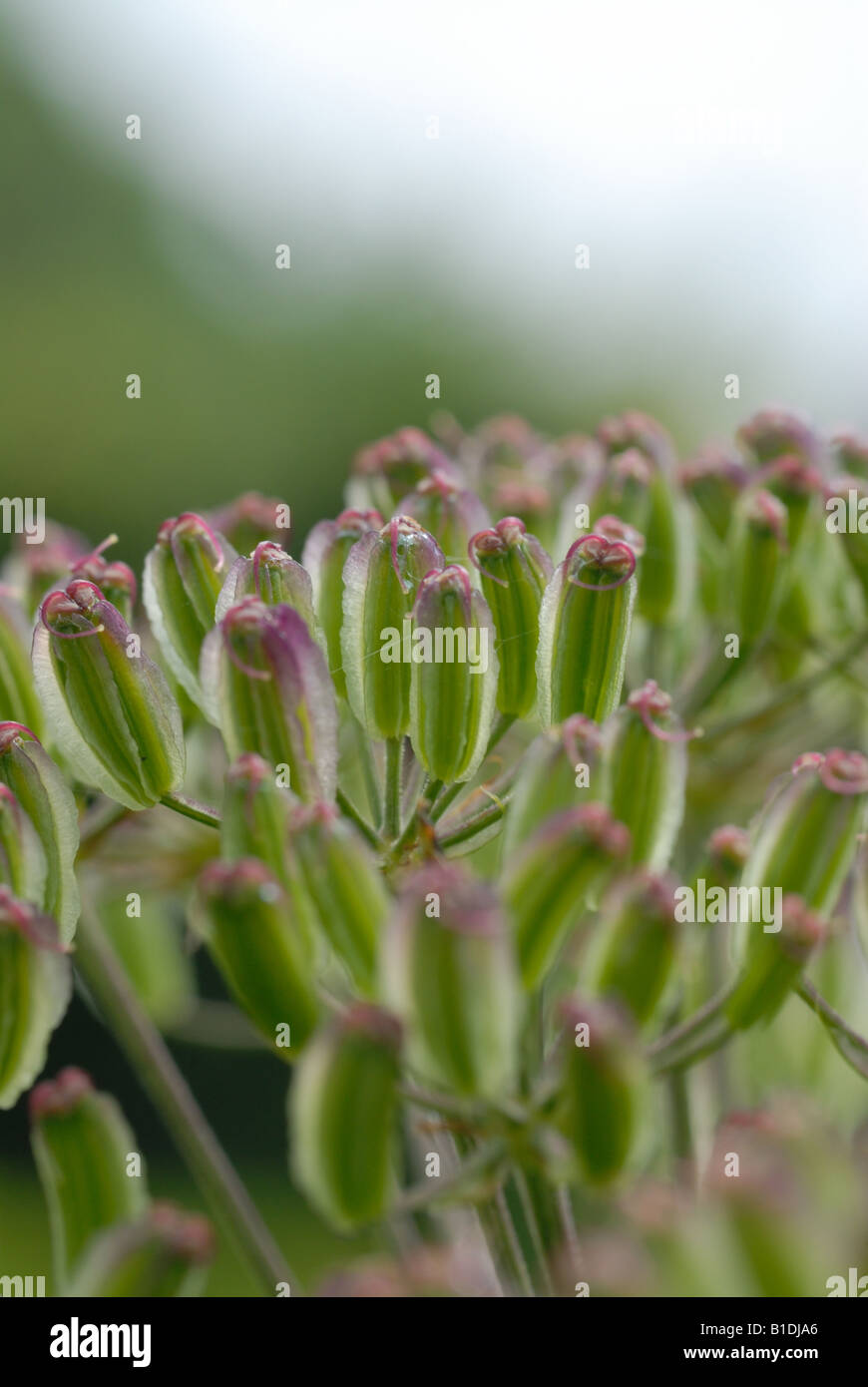 Laserpitium siler hi-res stock photography and images - Alamy