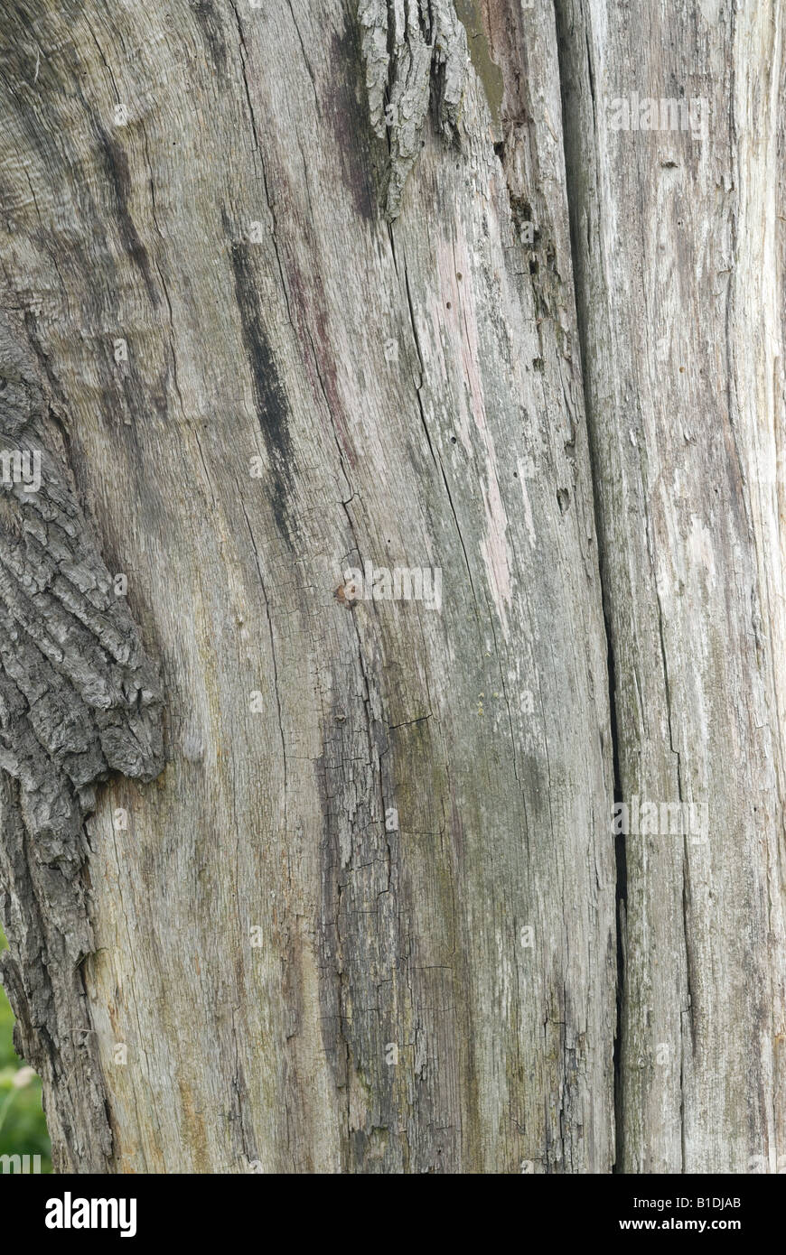 Tree deadwood hi-res stock photography and images - Alamy