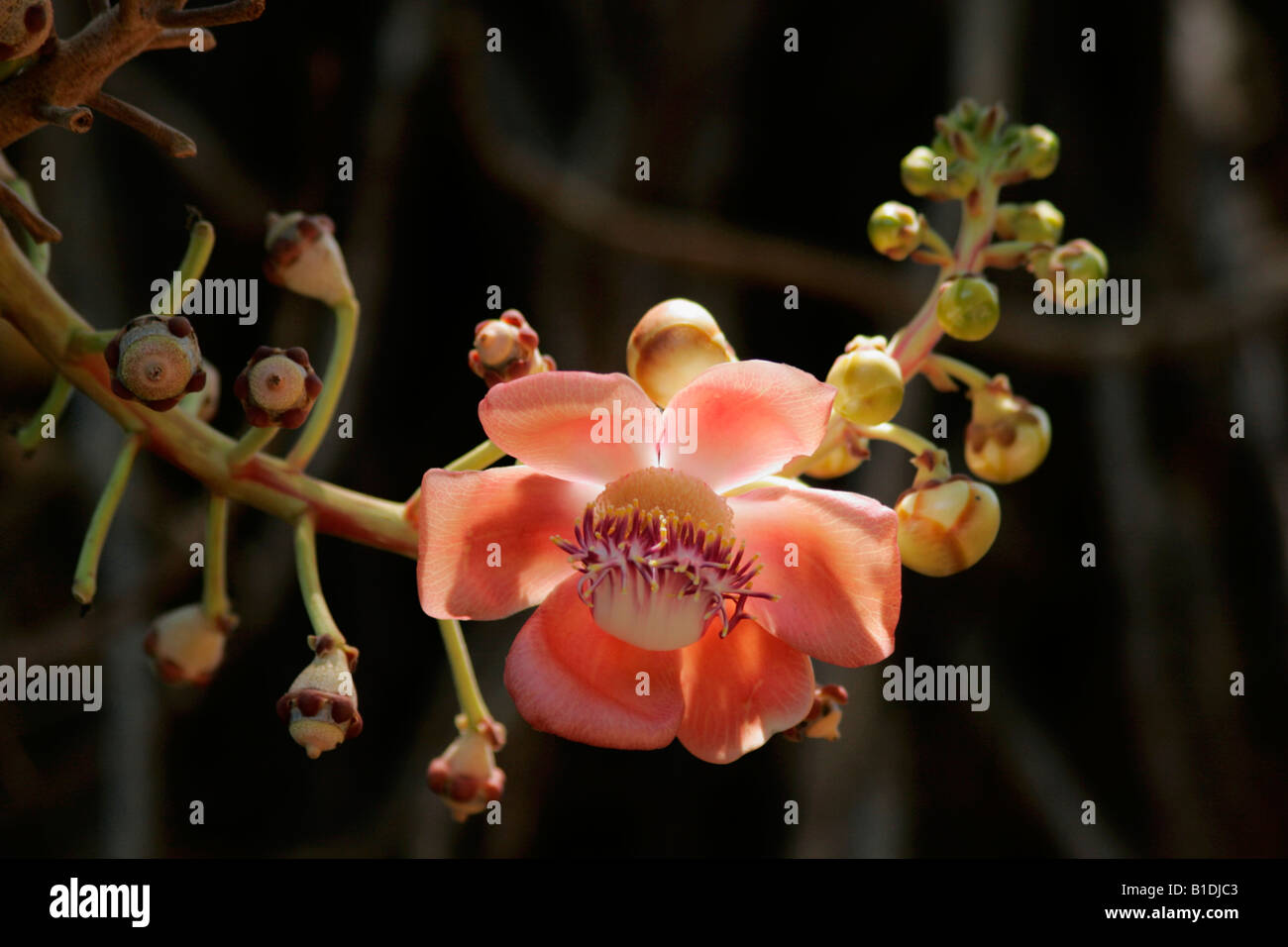 Cannonball Tree Flower Couroupita Quianensis Stock Photo - Alamy