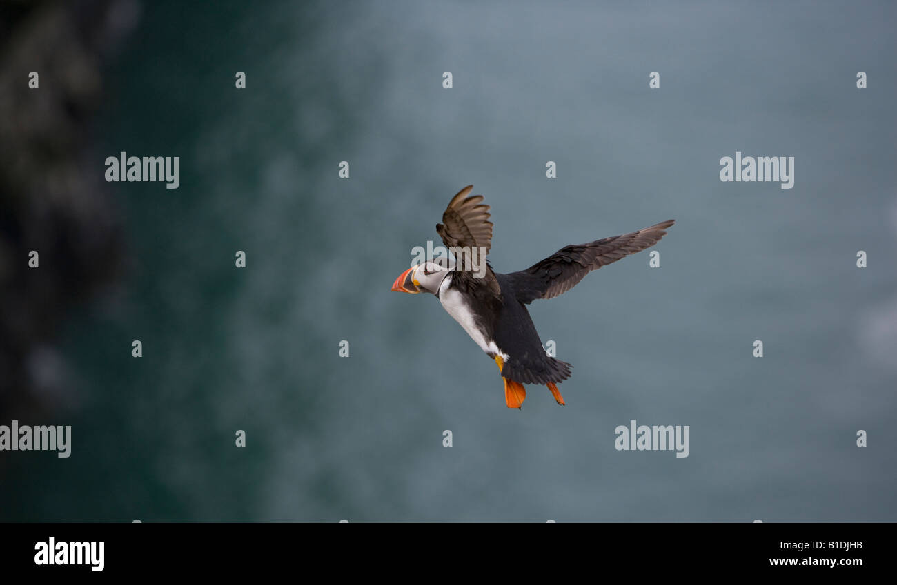 Puffin in flight coming in to land Stock Photo - Alamy