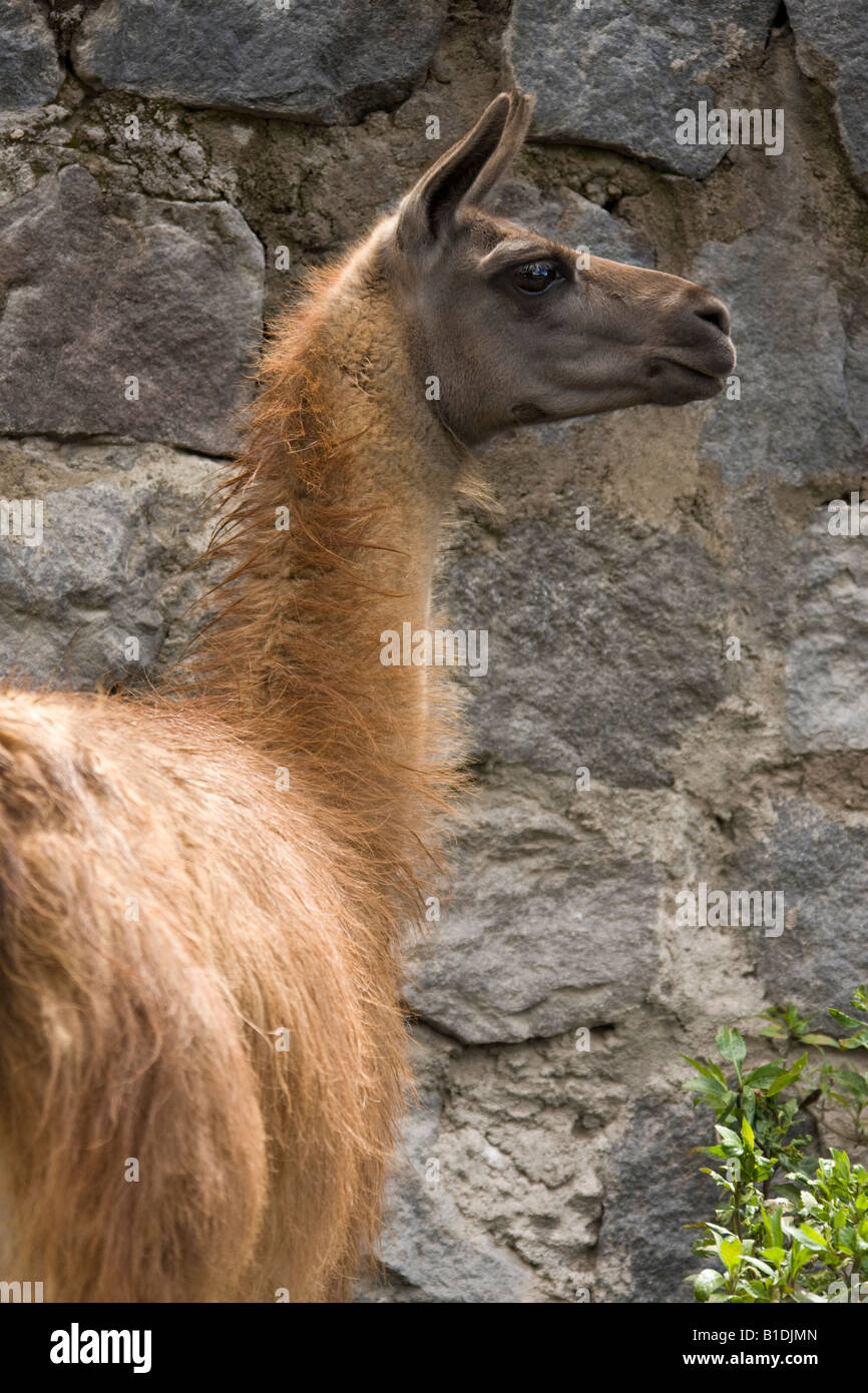 A Llama on a farm in Cotopaxi Province in northern Ecuador in South ...