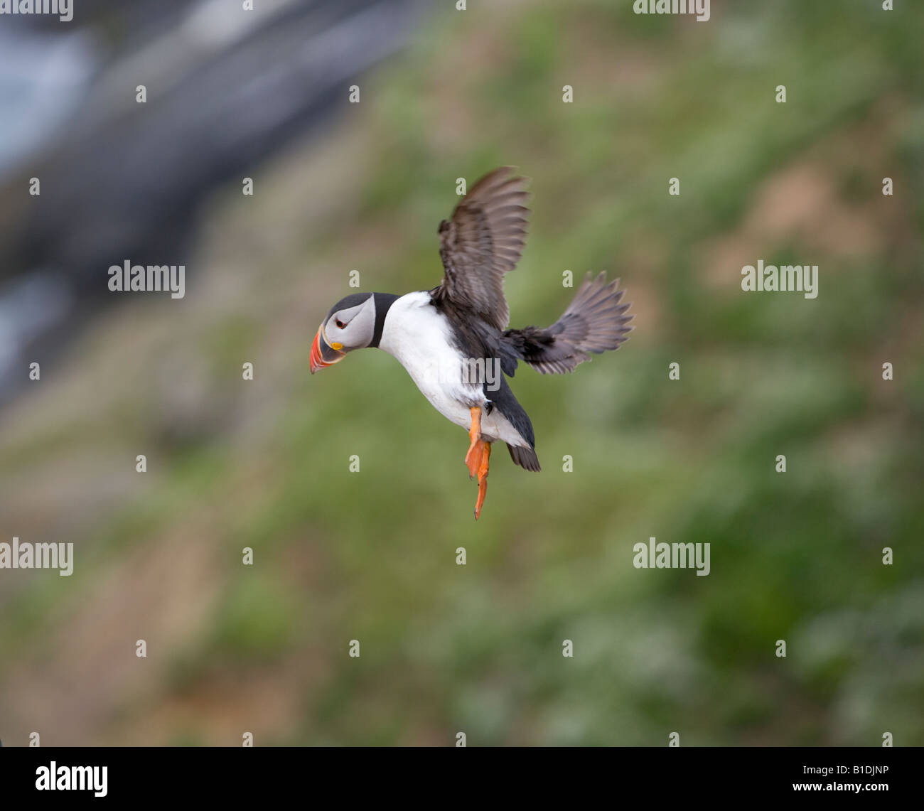 Puffin in flight coming in to land Stock Photo - Alamy