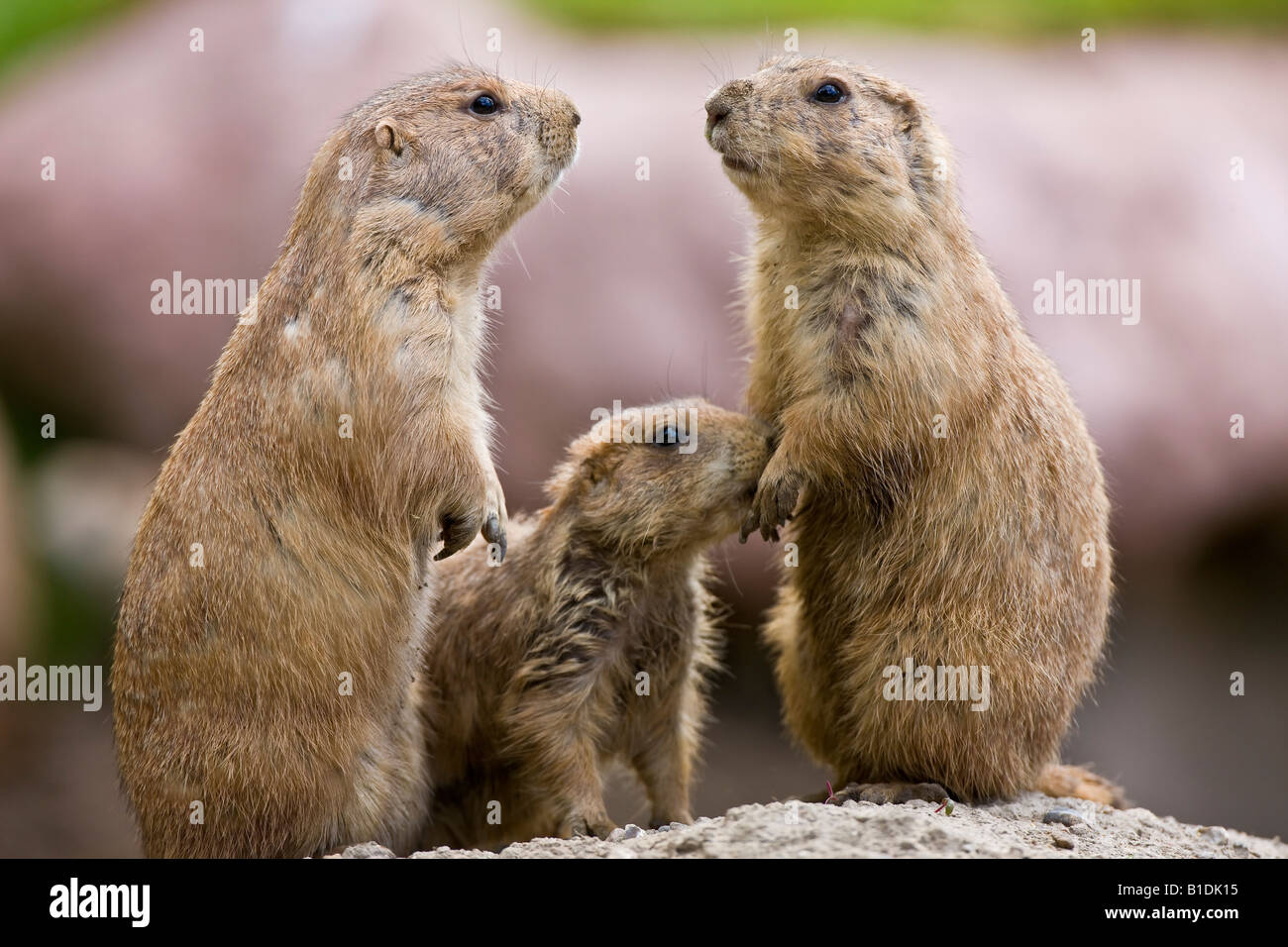 Three Black tailed Prairie Dogs Stock Photo - Alamy